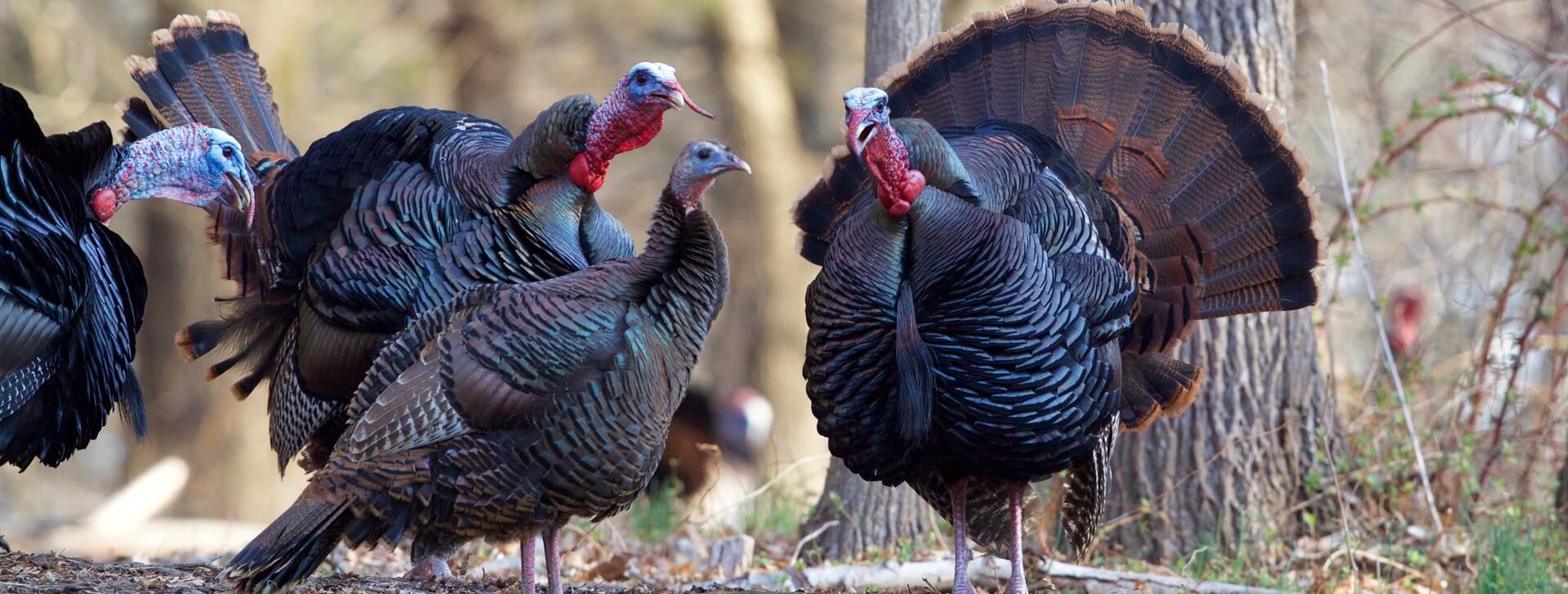 Spring turkey hunting available close to The Hideout